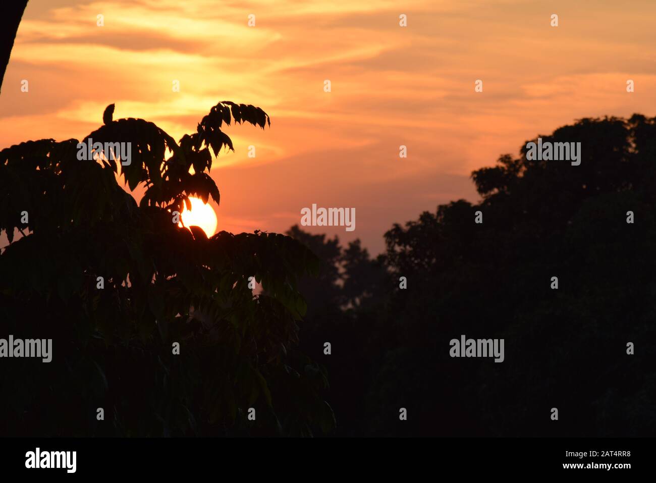 The sun is hiding behind the trees hi-res stock photography and images ...