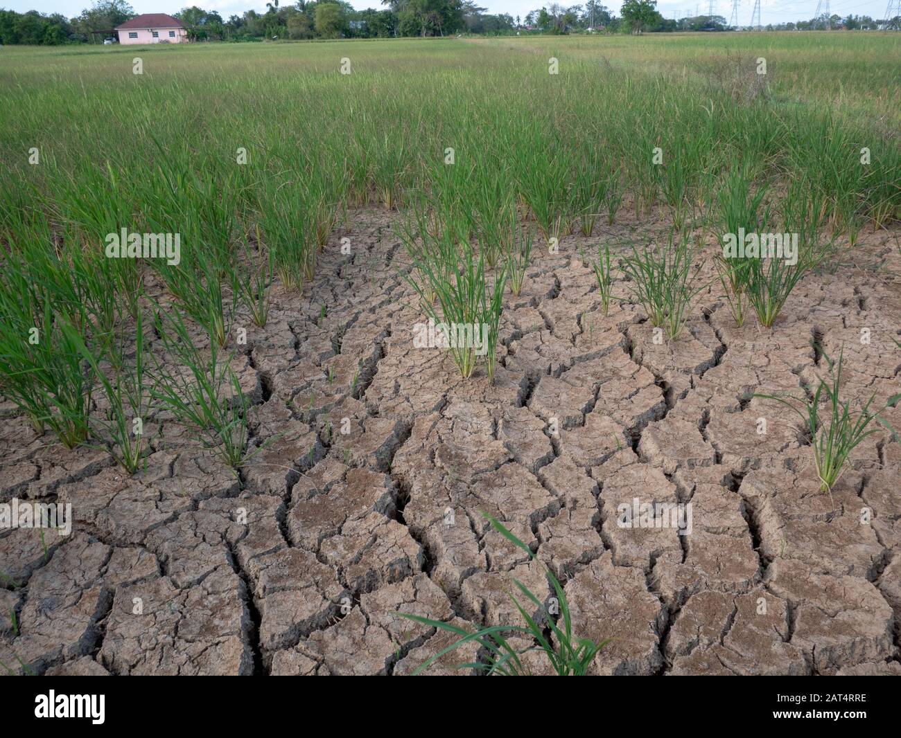 Parched and drought rice field during dry season Stock Photo - Alamy