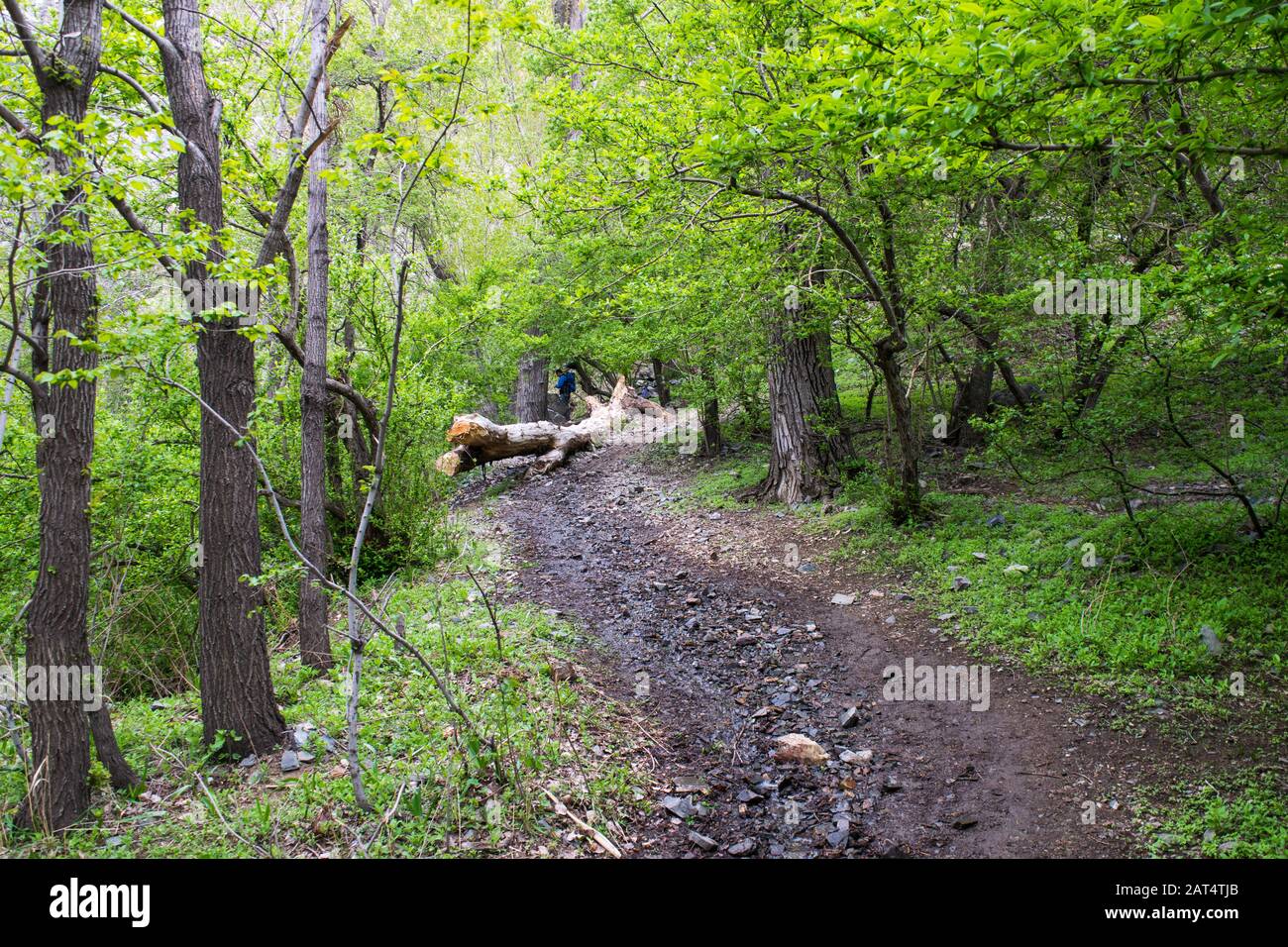 fallen tree trunk in the lush green mountaineering path in tehran ...