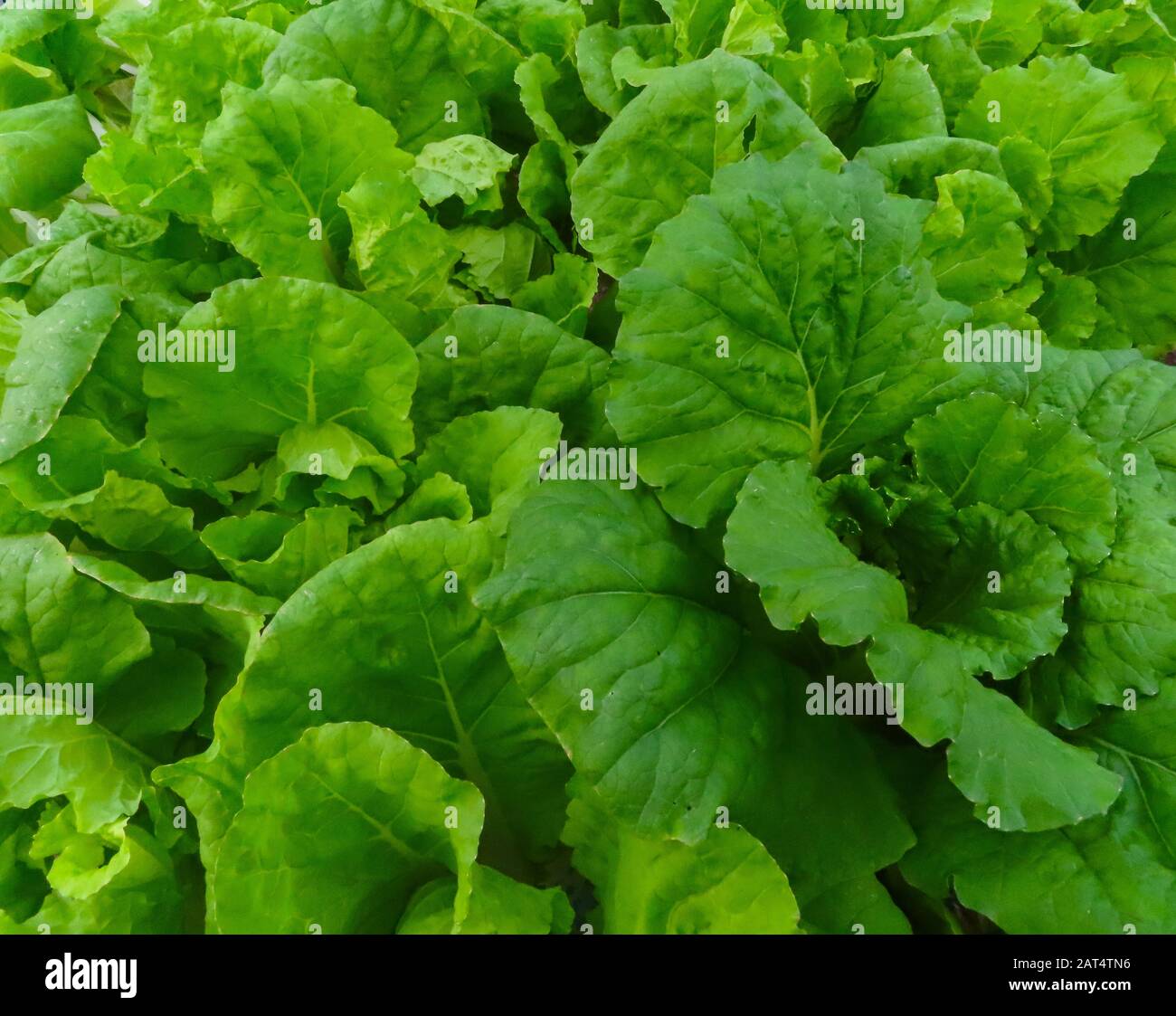 Organic farming of Lettuce Stock Photo - Alamy