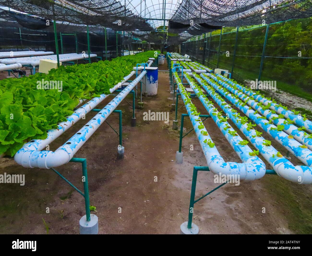 Hydroponic production of Organic Lettuce Stock Photo - Alamy