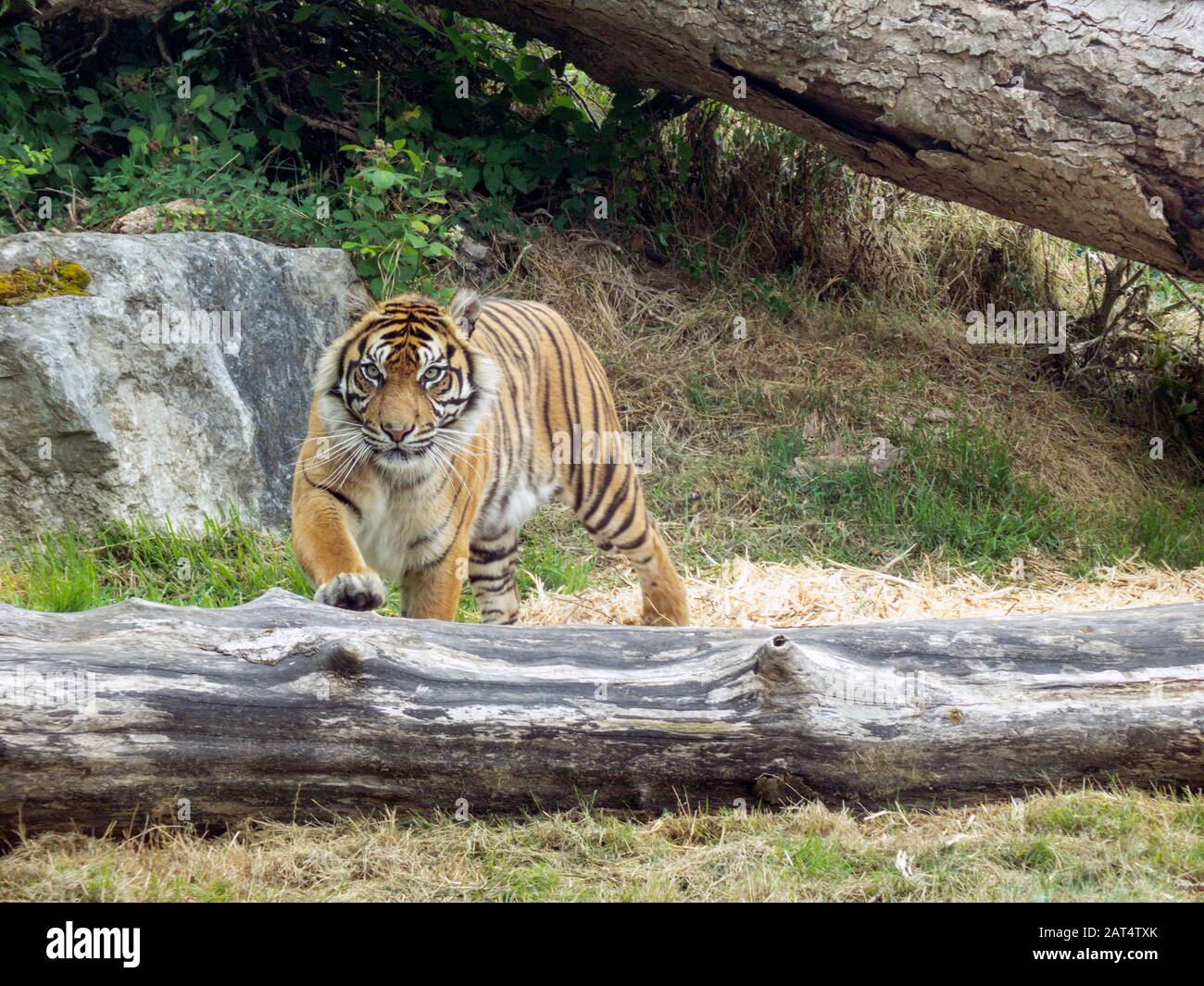 Image of approaching tiger Stock Photo - Alamy