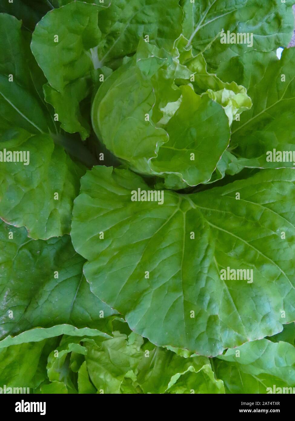 Organic farming of Lettuce Stock Photo - Alamy