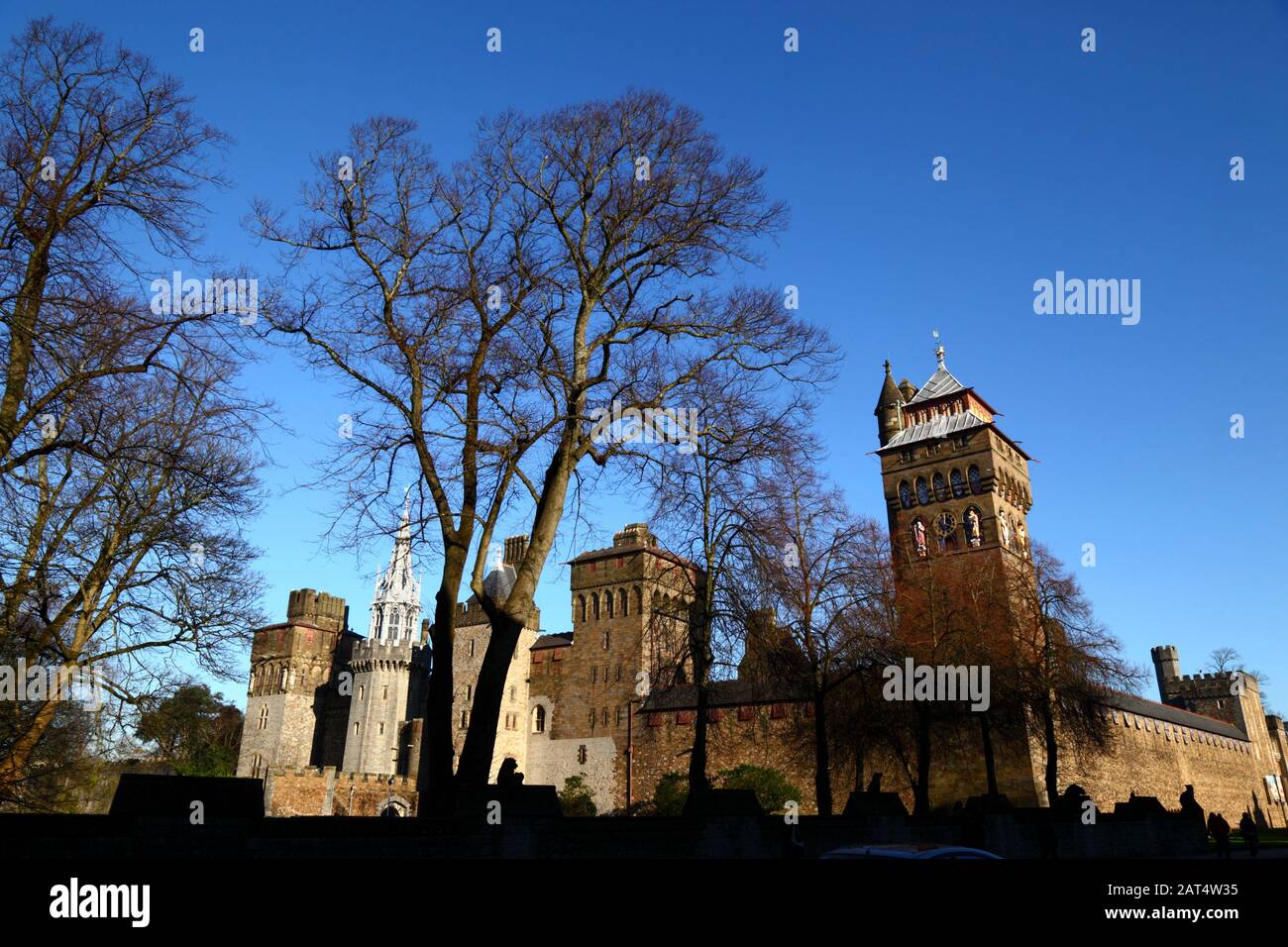 Winter oak trees in Bute Park and Victorian Gothic revival clock tower ...
