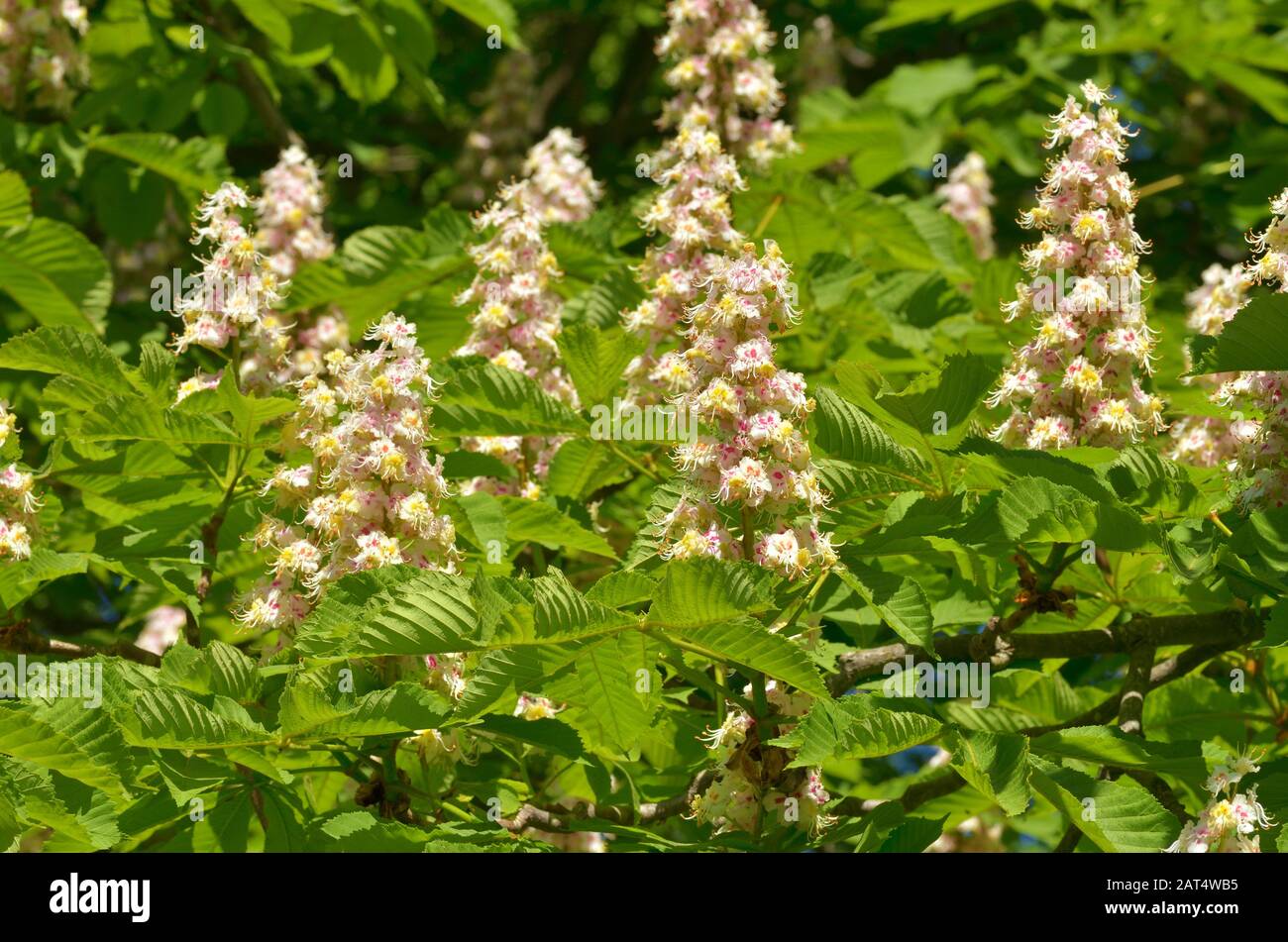 Chestnut blossom in spring.Beautiful shoots grow on a tree Stock Photo ...