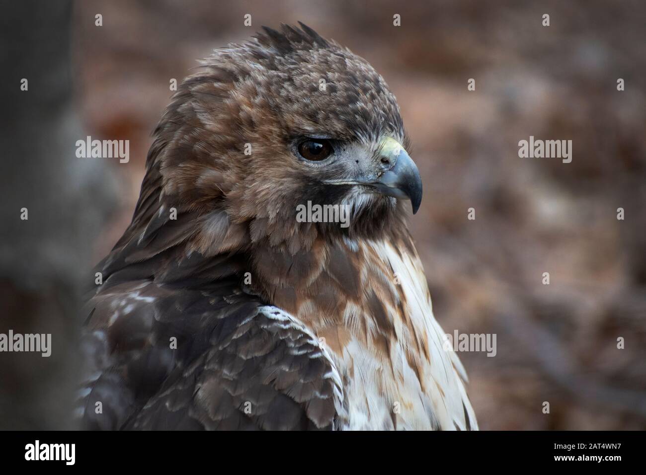 Close-up of a Red-tailed Hawk's head Stock Photo - Alamy