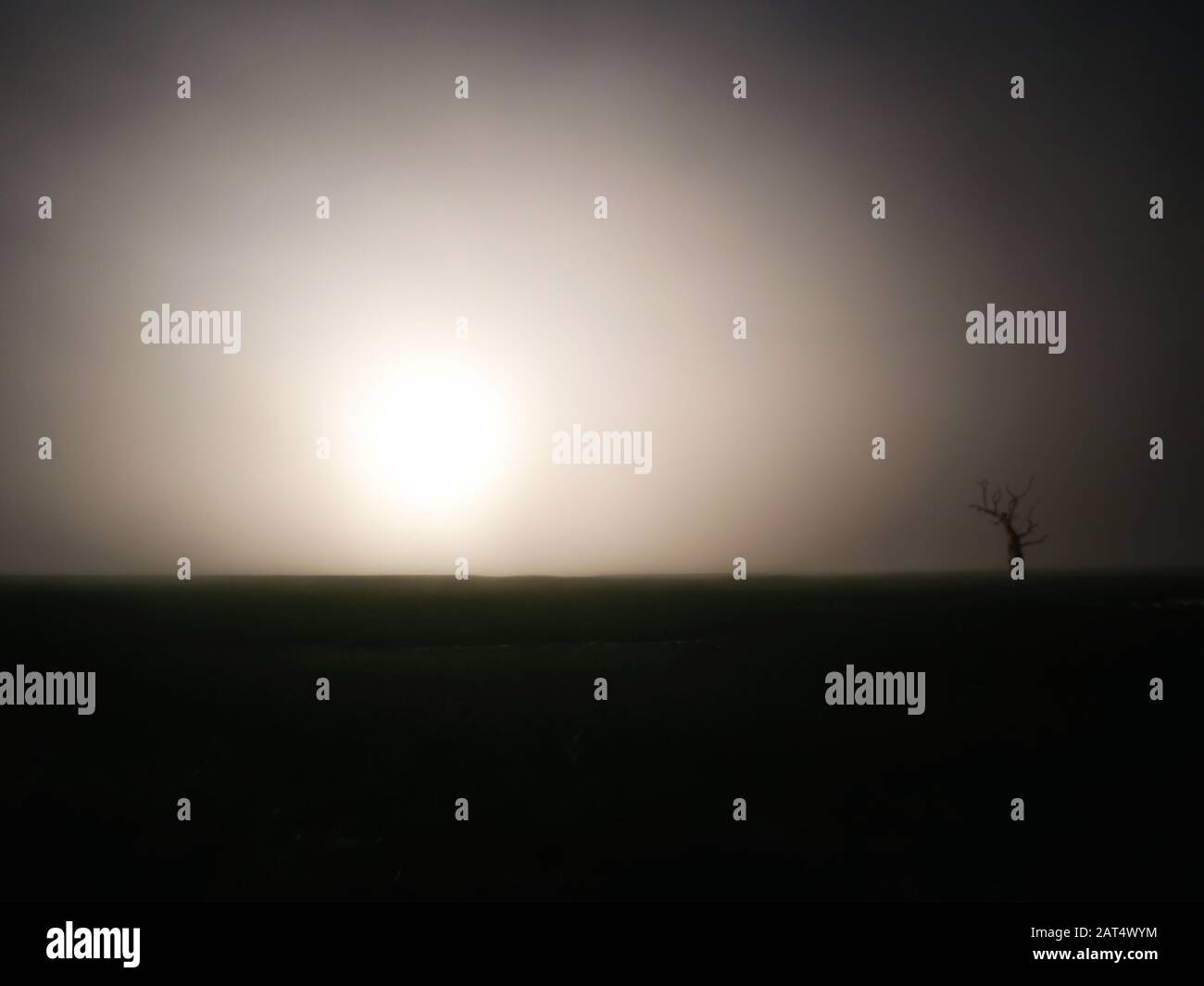 one withered tree without leaves in a field without people at sunset ...