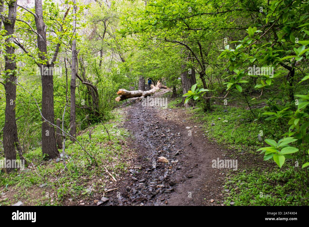 fallen tree trunk in the lush green mountaineering path in tehran ...