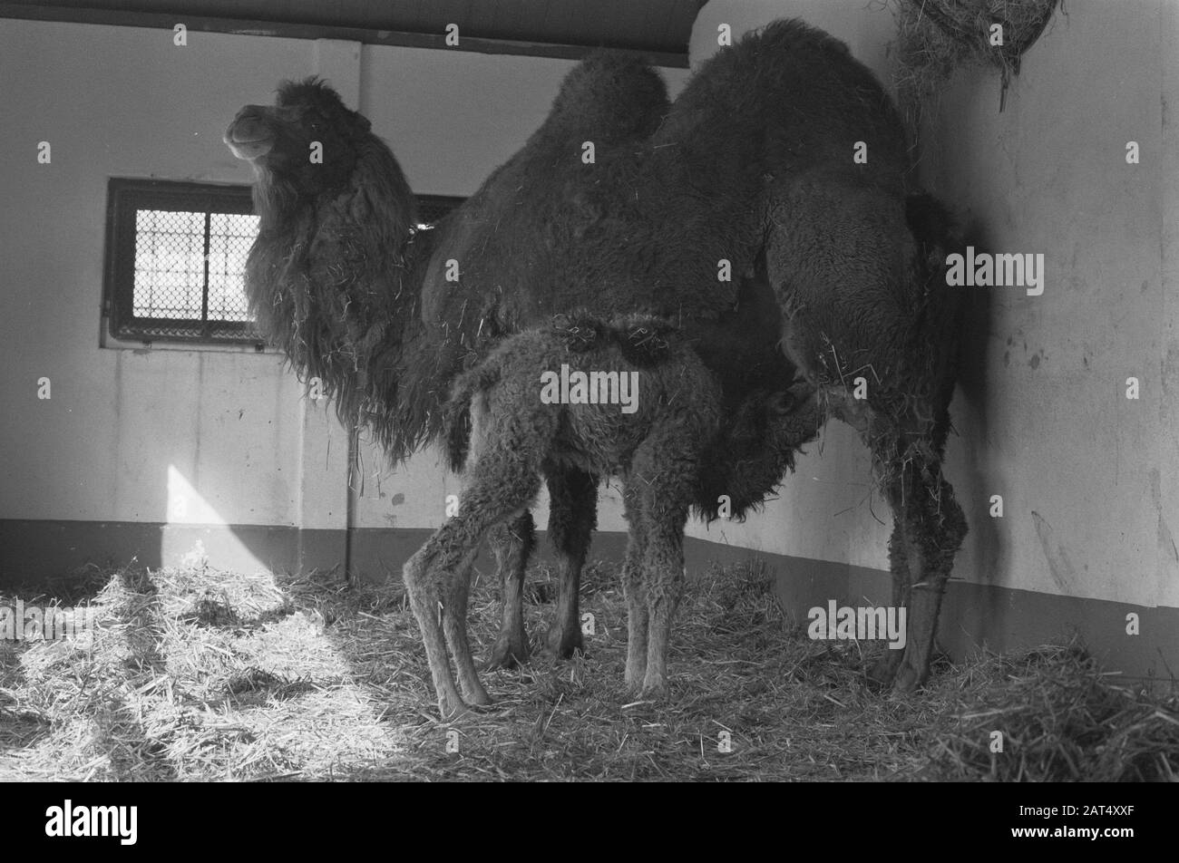 Cameel Black and White Stock Photos & Images - Alamy