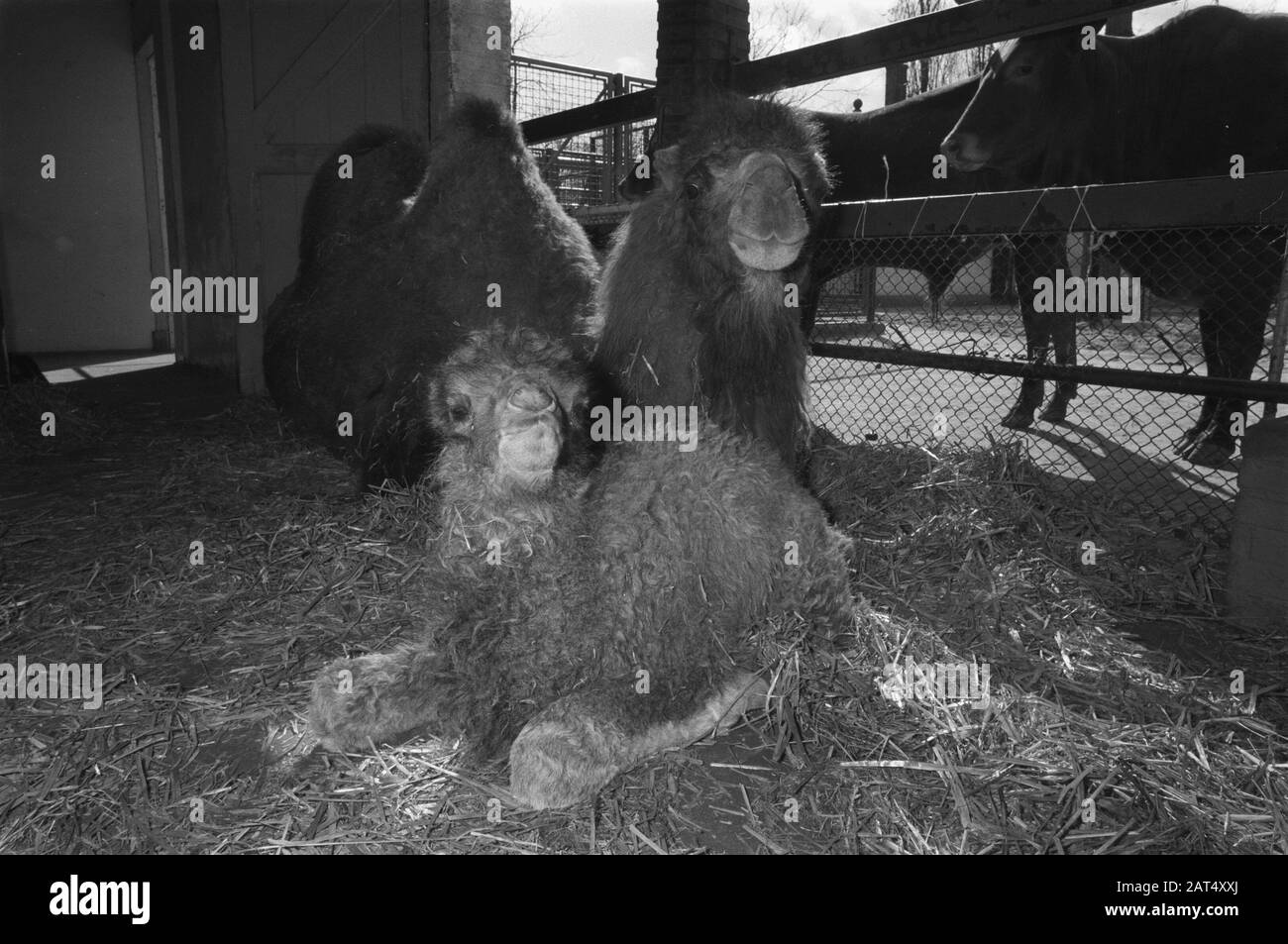 Cameel Black and White Stock Photos & Images - Alamy