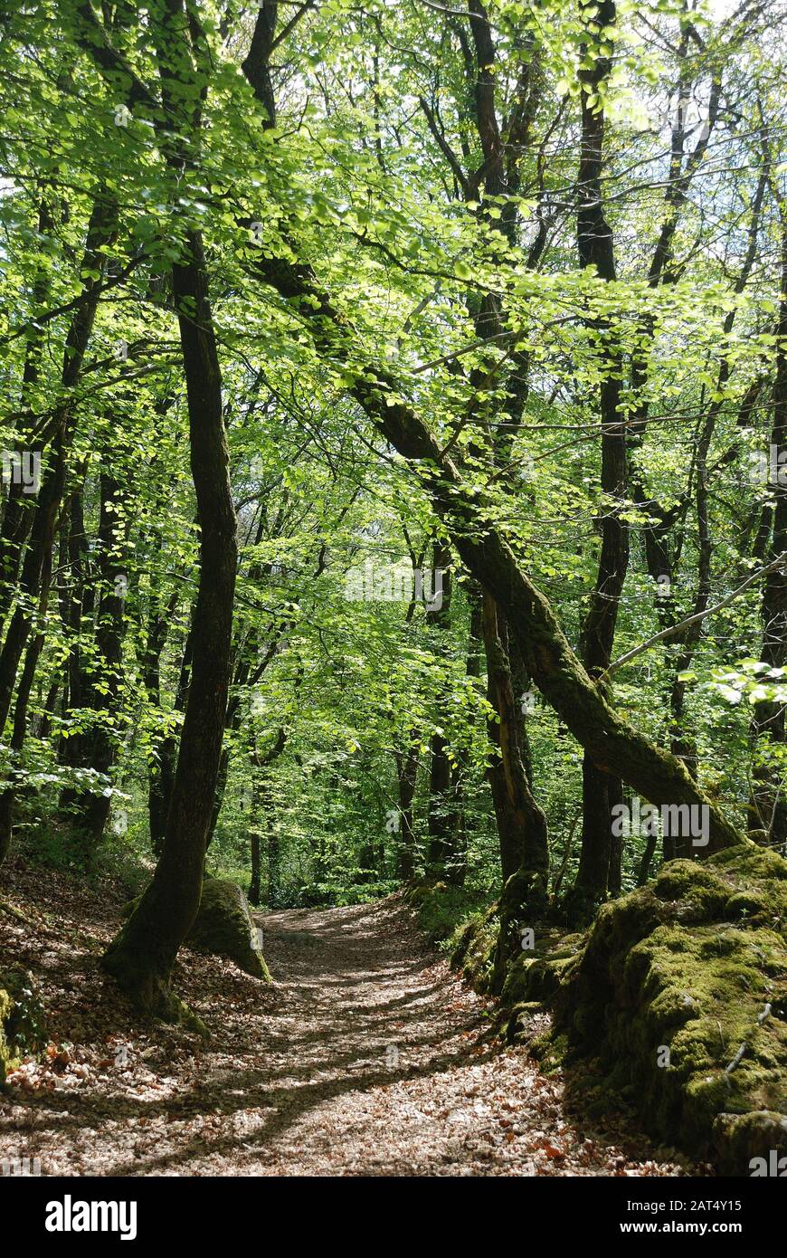 Path in a forest in Brittany Stock Photo - Alamy