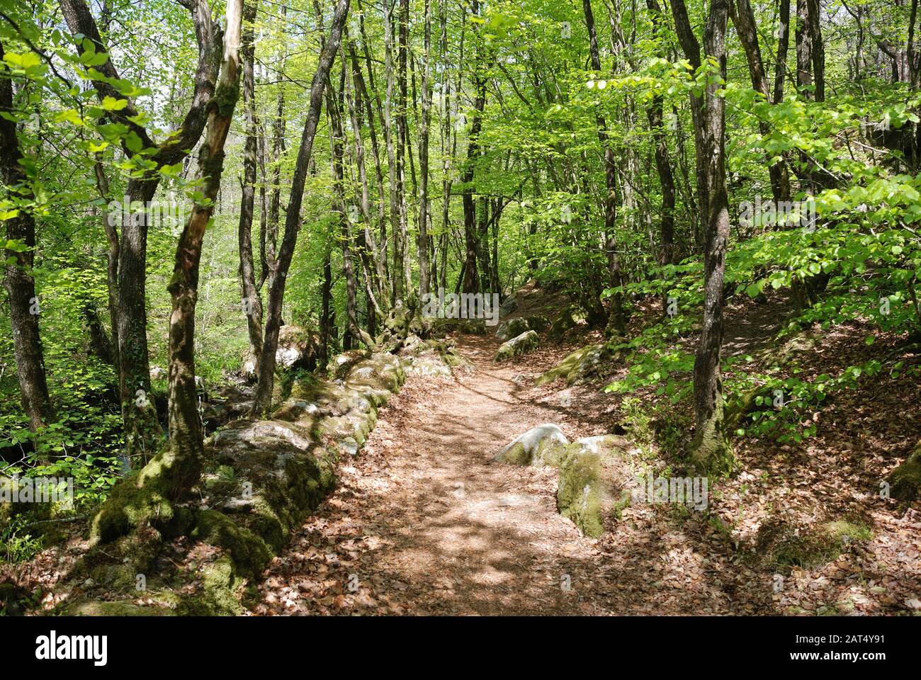 Path in a forest in Brittany Stock Photo - Alamy