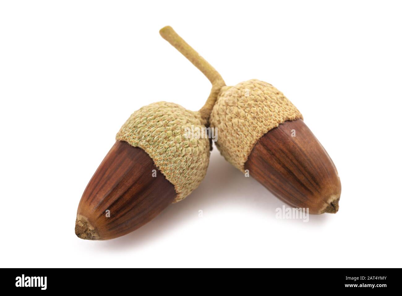 Acorns oak tree hi-res stock photography and images - Alamy