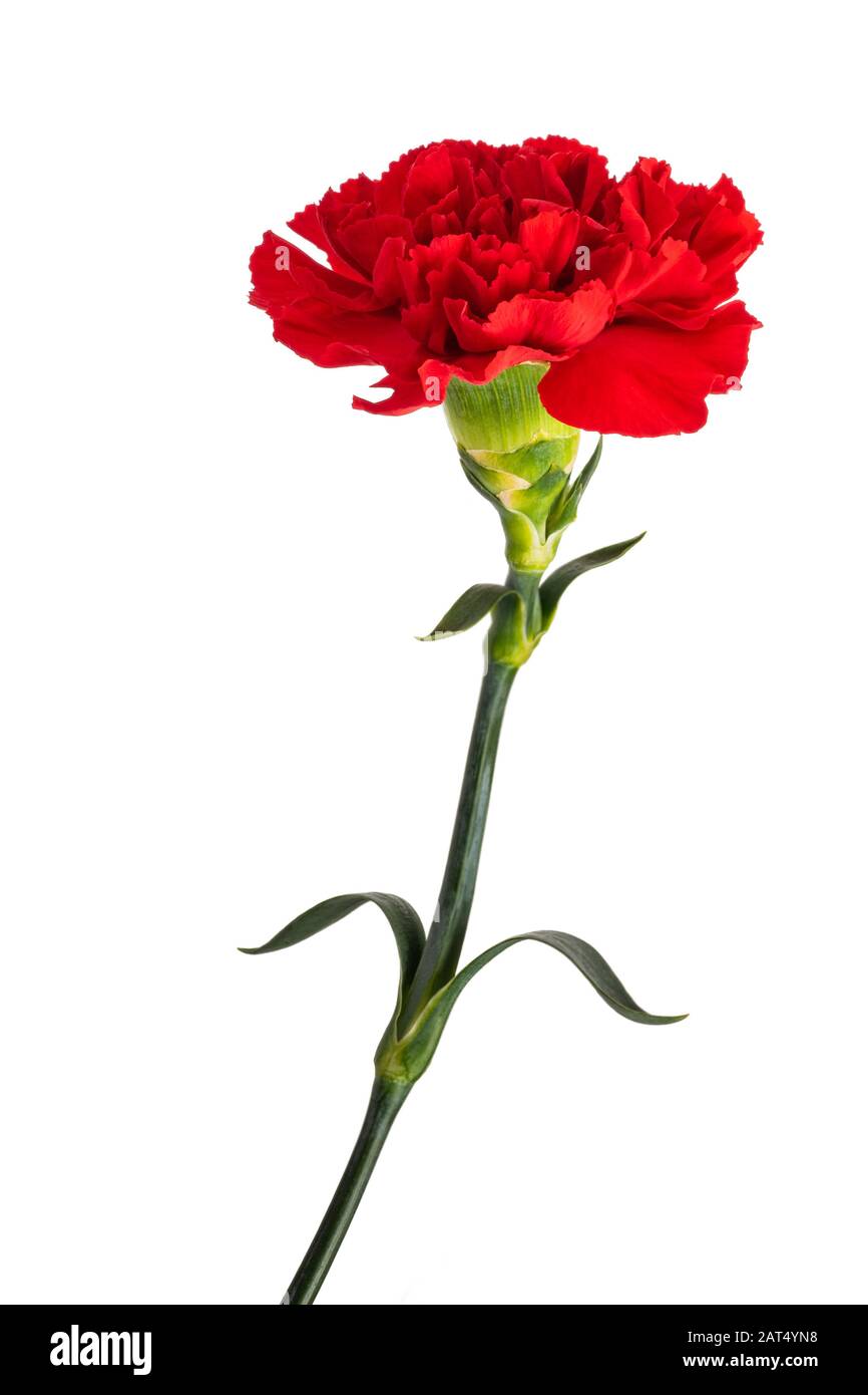 Red carnation hi-res stock photography and images - Alamy