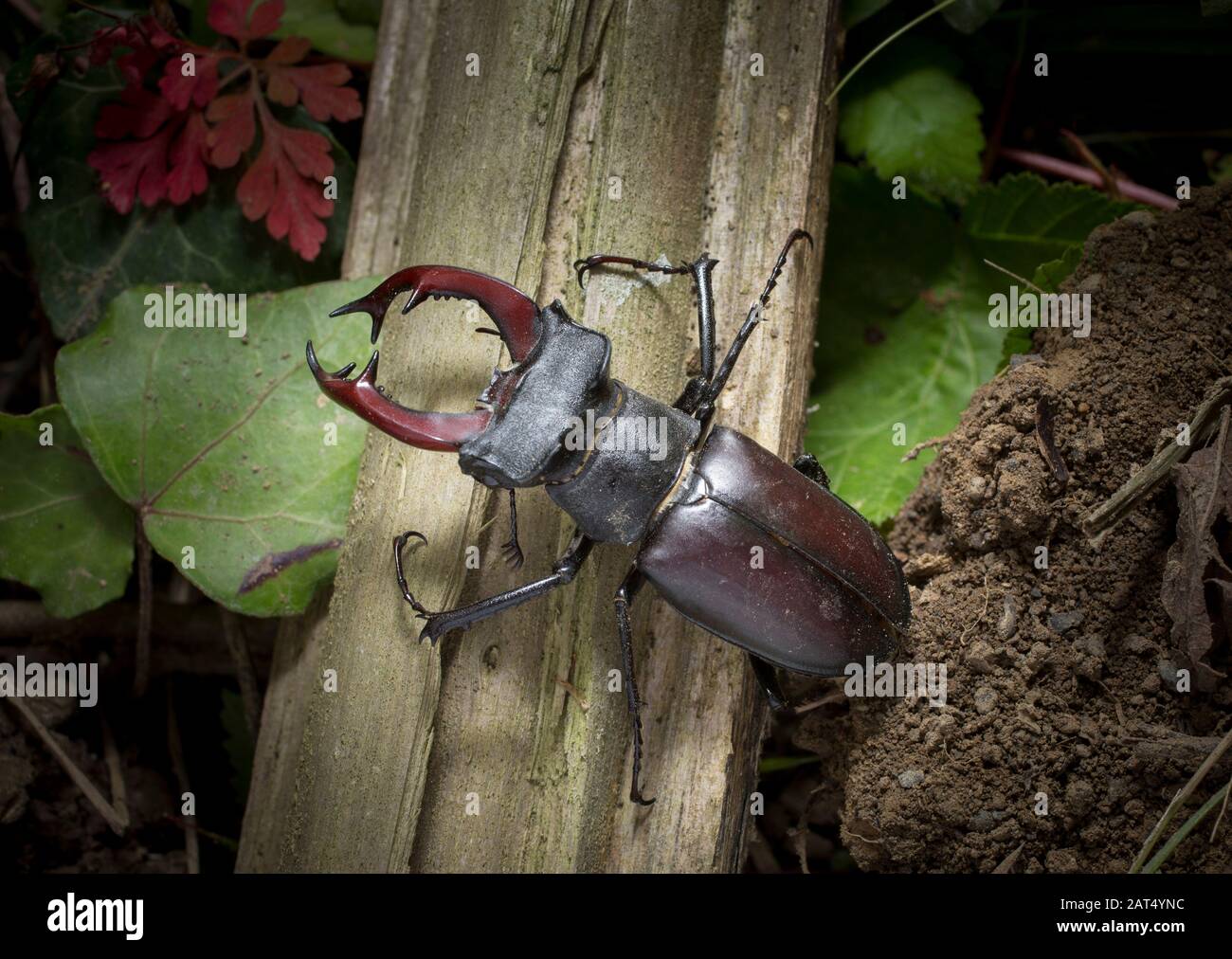 Despite the threatening appearance of the stag beetle's jaws, they are ...