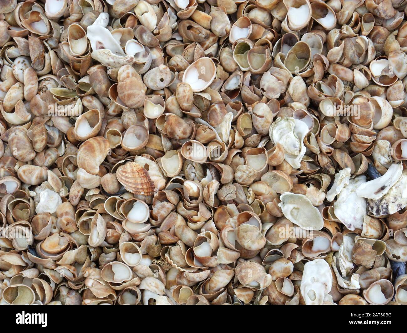 Crepidula shells background Stock Photo - Alamy