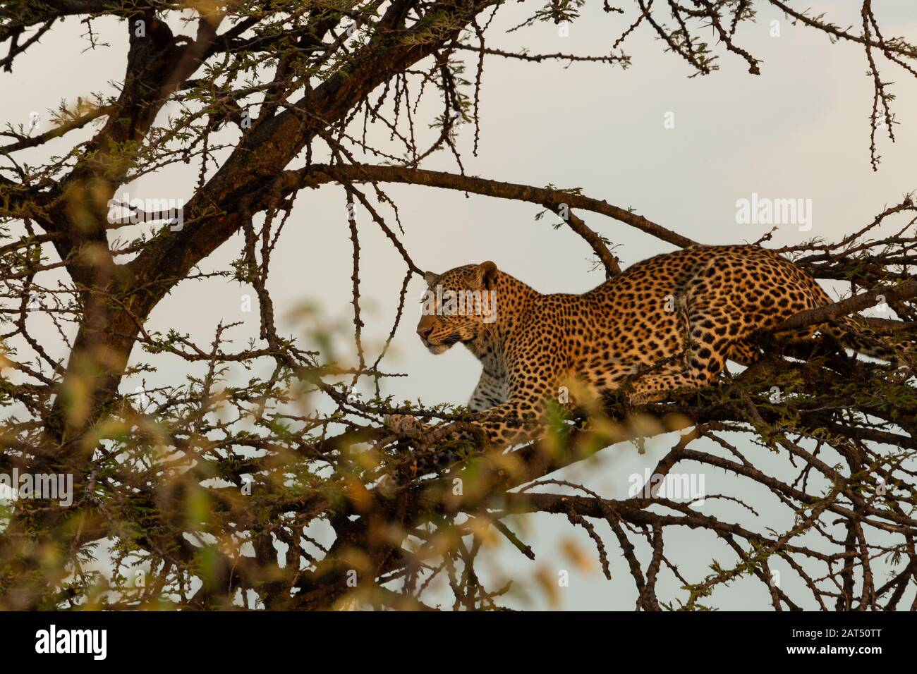 leopard crouching in a tree Stock Photo - Alamy