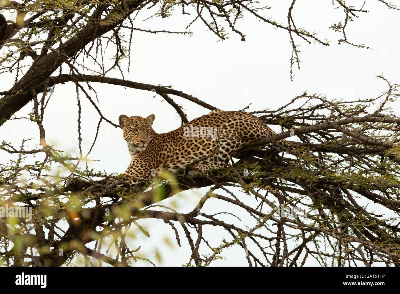 leopard crouching in a tree Stock Photo - Alamy