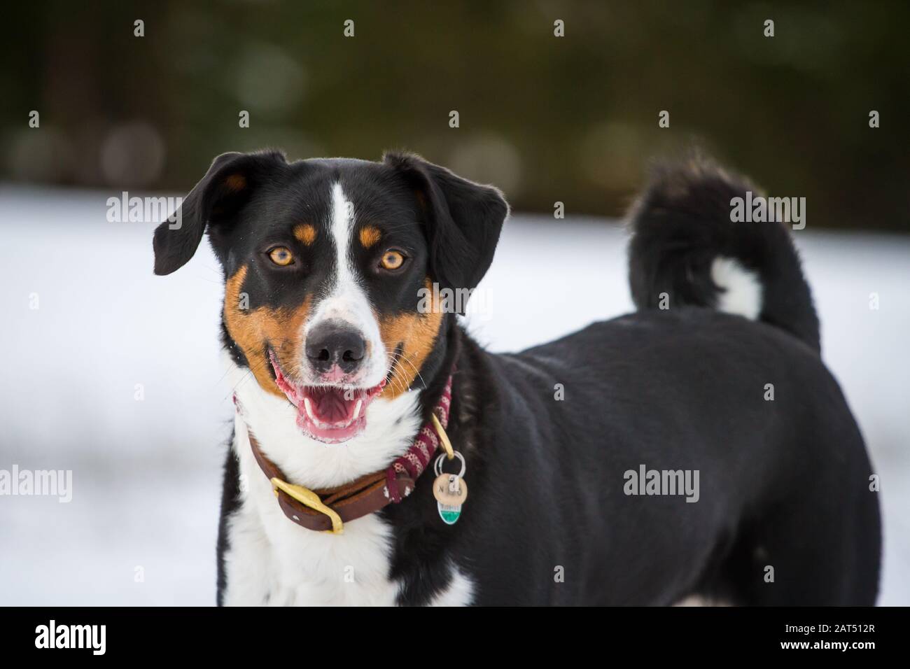 Switzerland farm dog hi-res stock photography and images - Alamy