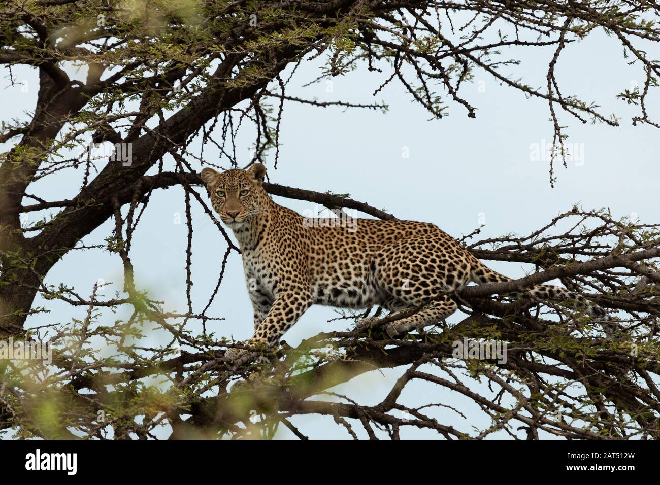 leopard crouching in a tree Stock Photo - Alamy