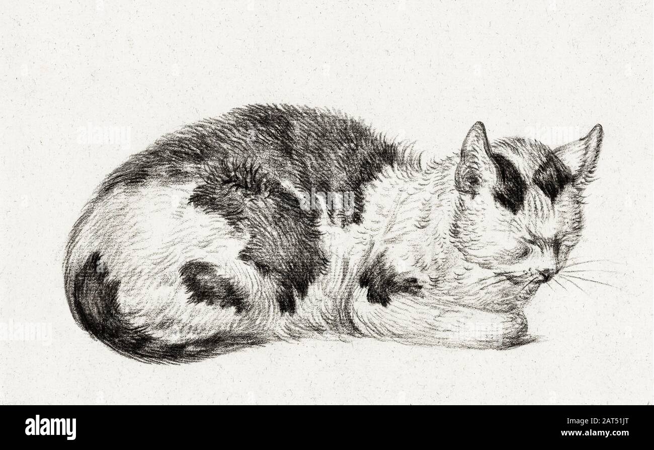 Vintage cat illustration artwork Stock Photo - Alamy