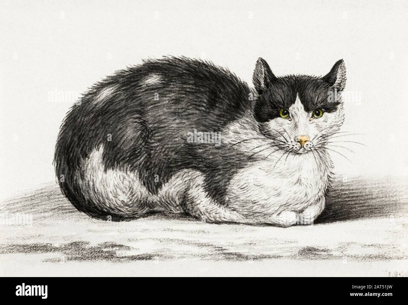 Vintage cat illustration artwork Stock Photo - Alamy