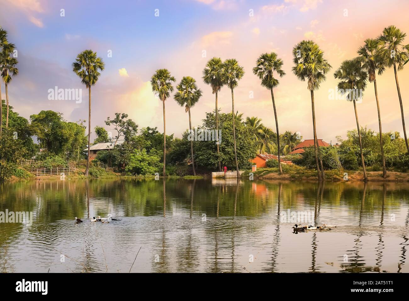 Rural India landscape with view mud huts and palm trees and ducks ...