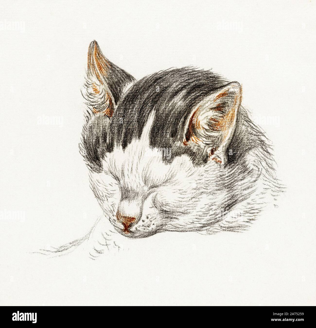 Vintage cat illustration artwork Stock Photo - Alamy