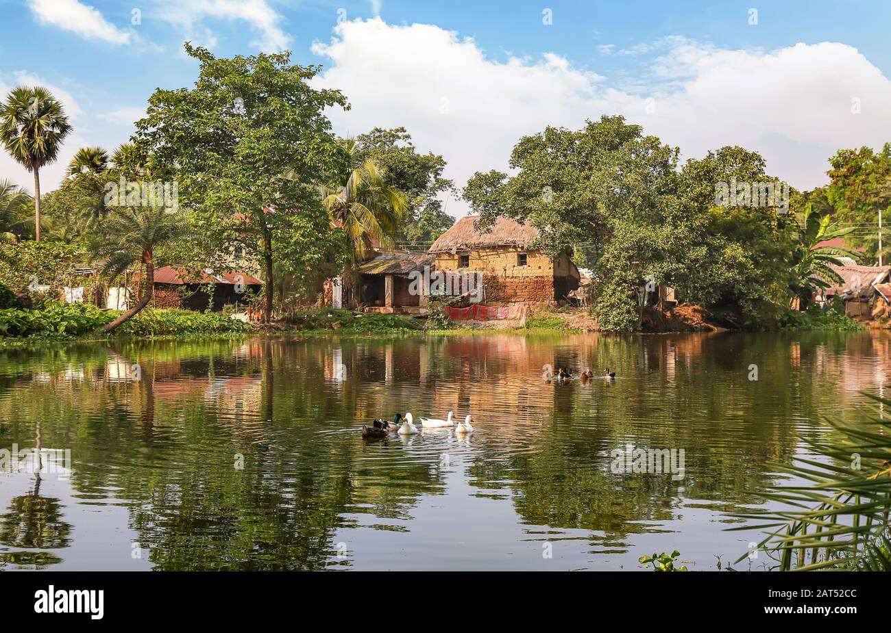 Rural India landscape with view mud huts and palm trees and ducks ...