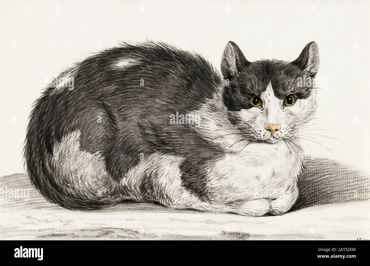 Vintage cat illustration artwork Stock Photo - Alamy