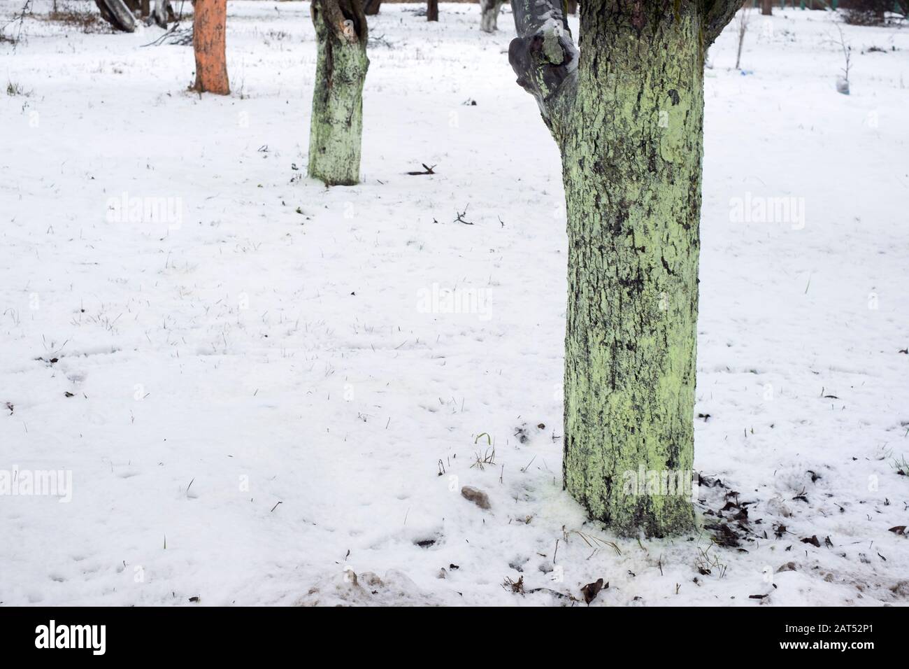 Trees with painted trunks, outdoor shot, winter scene Stock Photo - Alamy