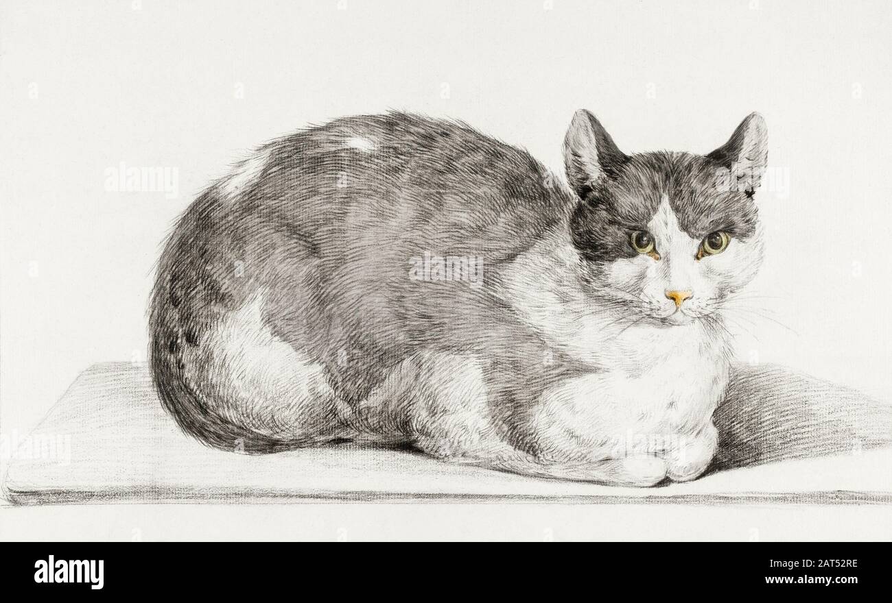 Vintage cat illustration artwork Stock Photo - Alamy