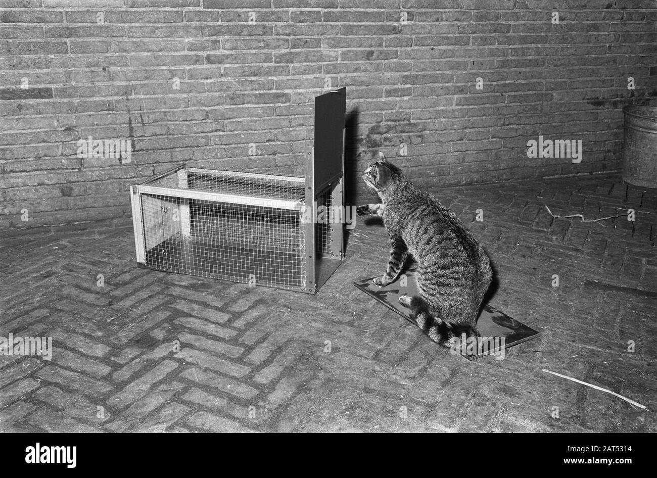 Prevailing rabies hi-res stock photography and images - Alamy