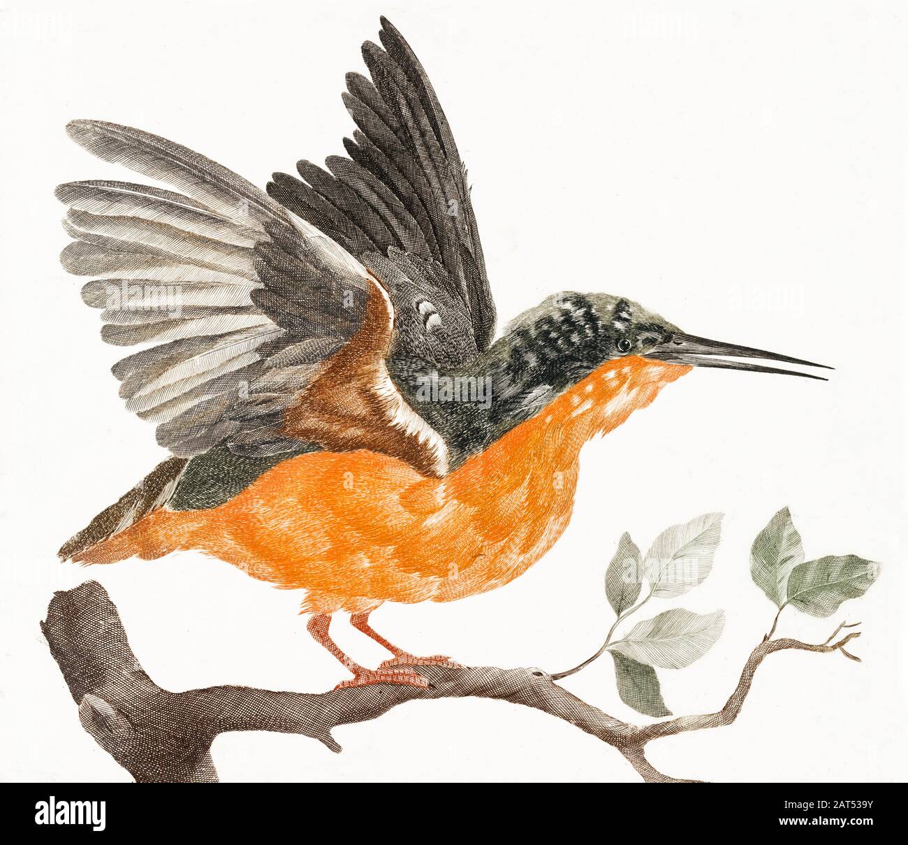 Illustration of a bird vintage design Stock Photo - Alamy