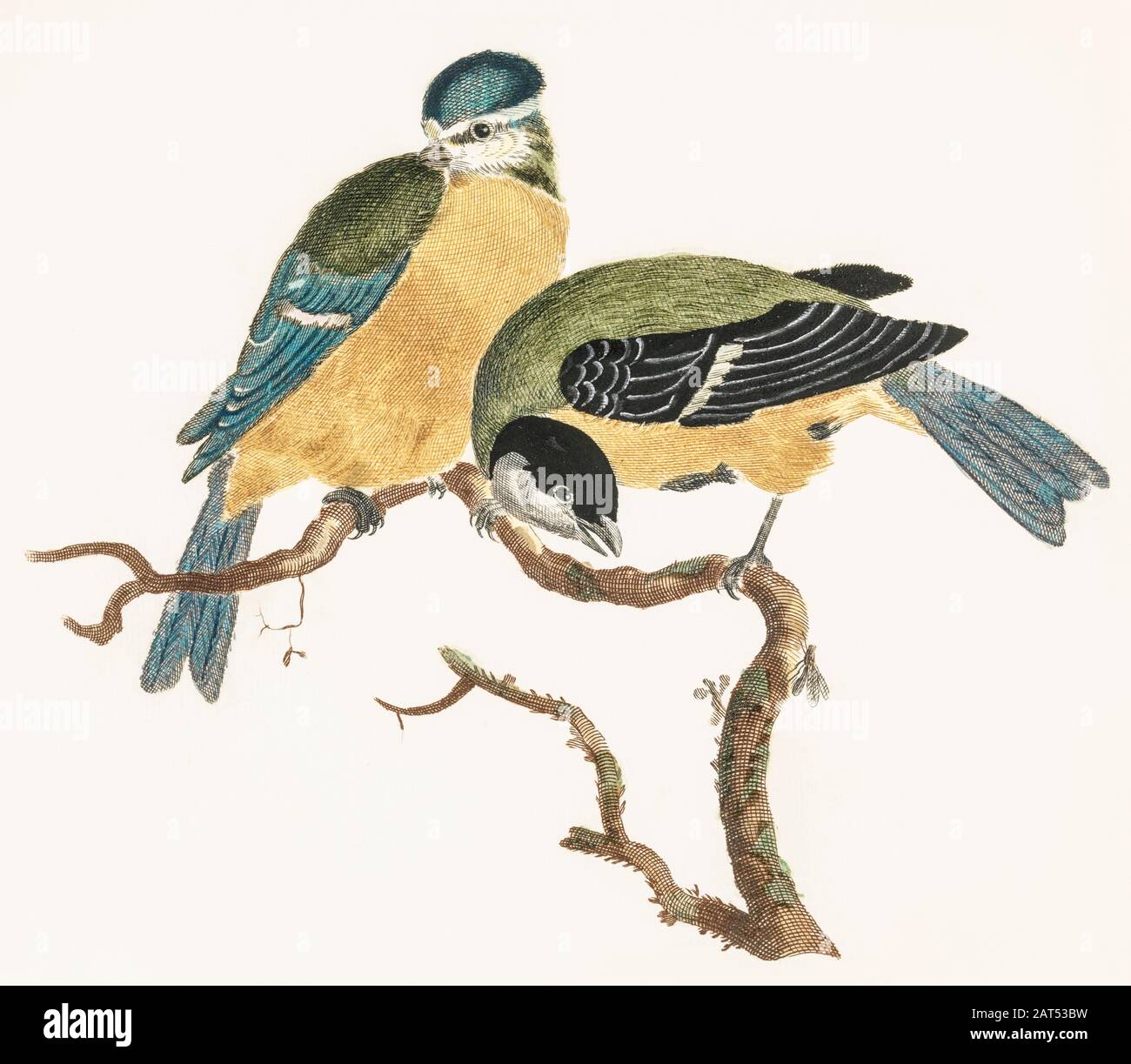 Illustration of a bird vintage design Stock Photo - Alamy