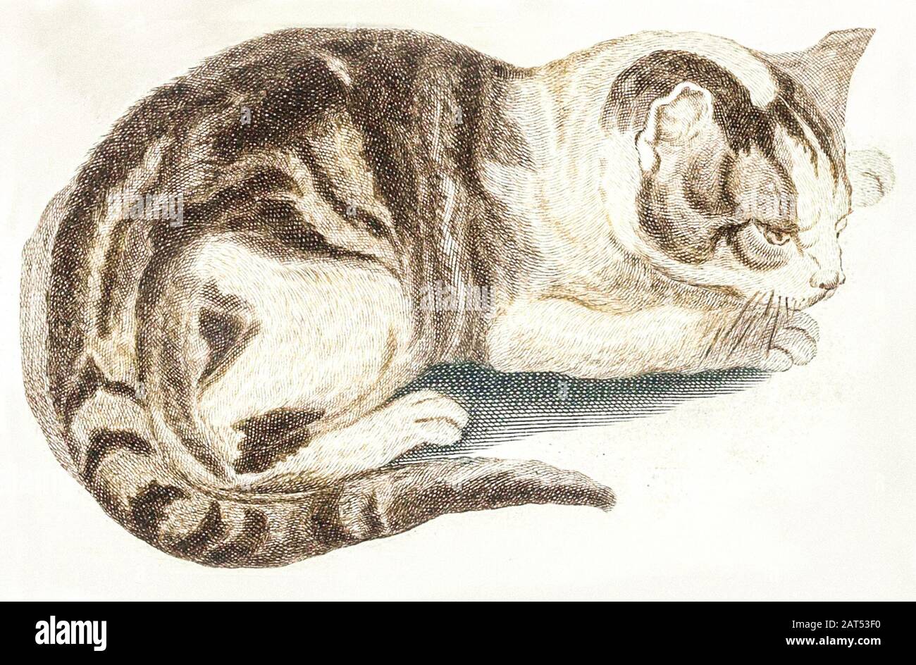 Vintage cat illustration artwork Stock Photo - Alamy