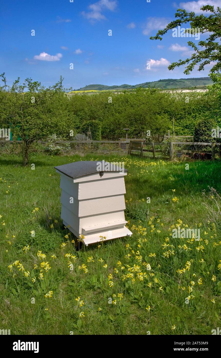 Traditional beehive in nature reserve with cowslips in flower ...