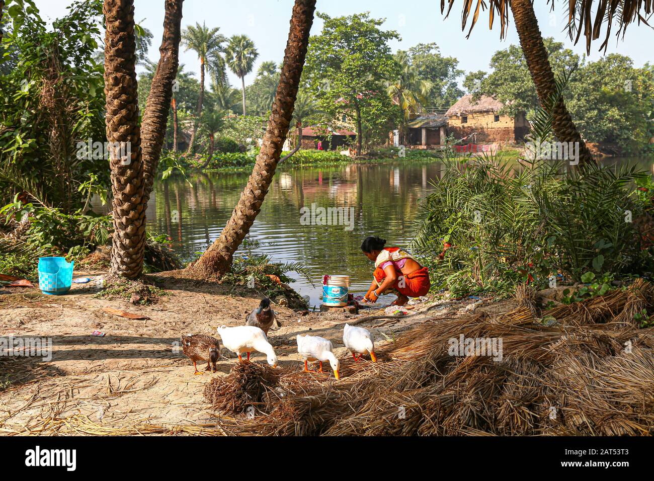 Rural woman washing clothes by the pond with view of ducks at a village ...