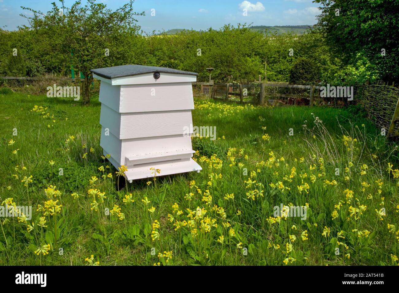 Traditional beehive in nature reserve with cowslips in flower ...