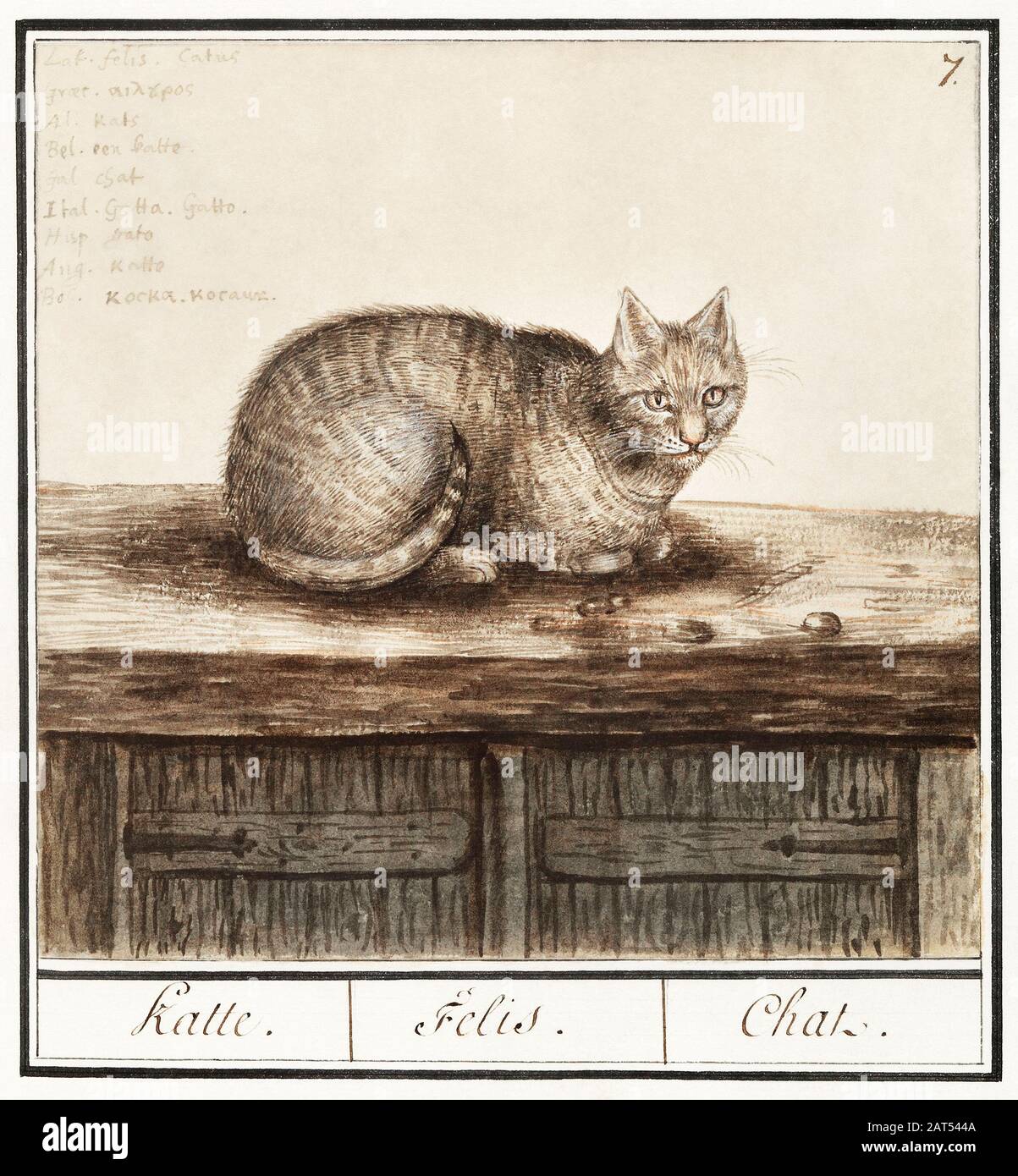 Vintage cat illustration artwork Stock Photo - Alamy