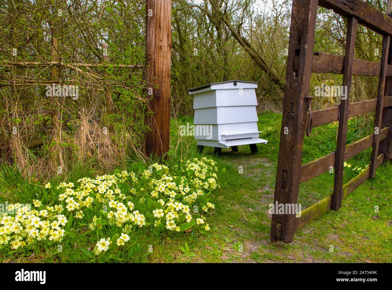Traditional beehive in garden with primroses Buckinghamshire May Stock ...