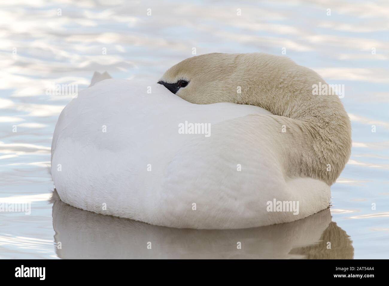 Swan neck laying on swan body hi-res stock photography and images - Alamy