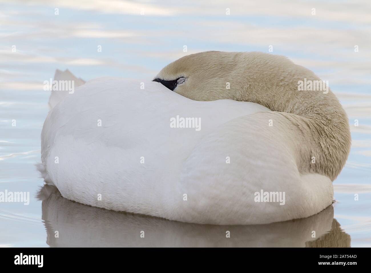 Swan alert but often closes eyes eye hi-res stock photography and images - Alamy