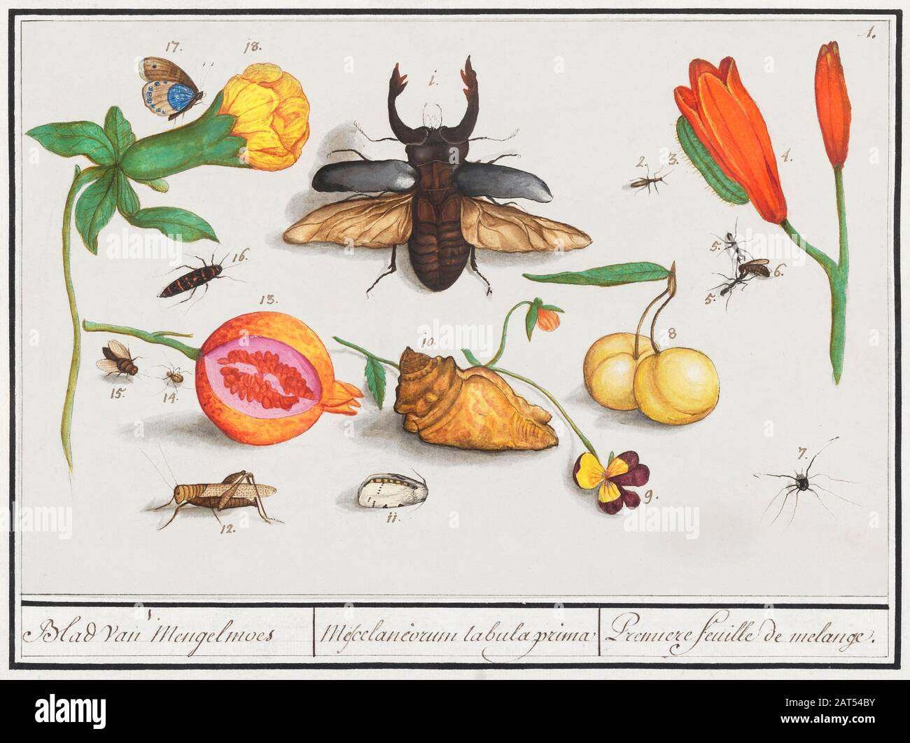 Vintage illustration art featuring bugs or butterflies and other flora ...