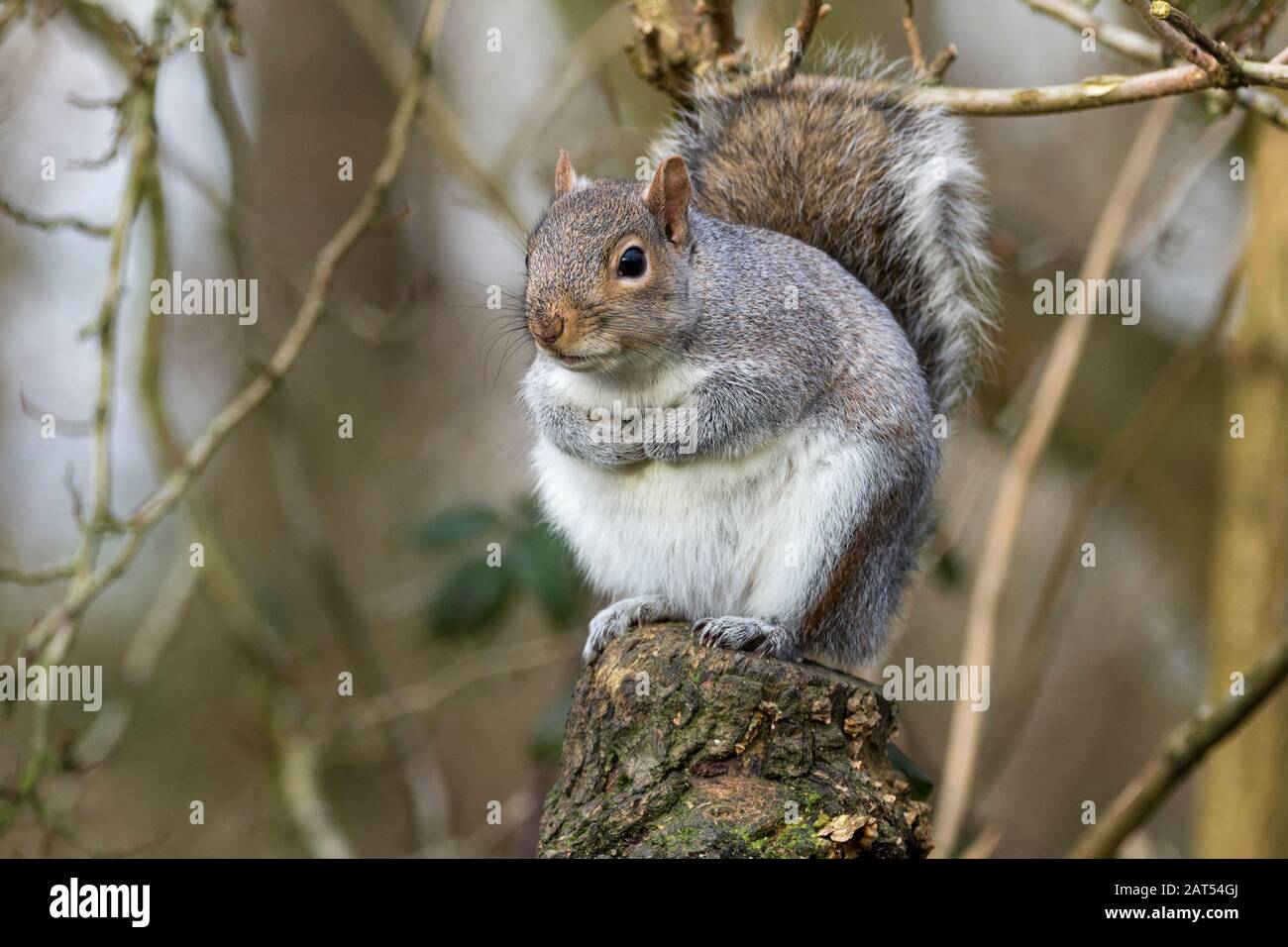 Pale ring around eyes hi-res stock photography and images - Alamy