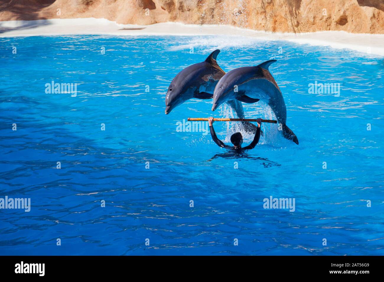 dolphin show at Loro Parque or Loro Park is a zoo on the outskirts of ...