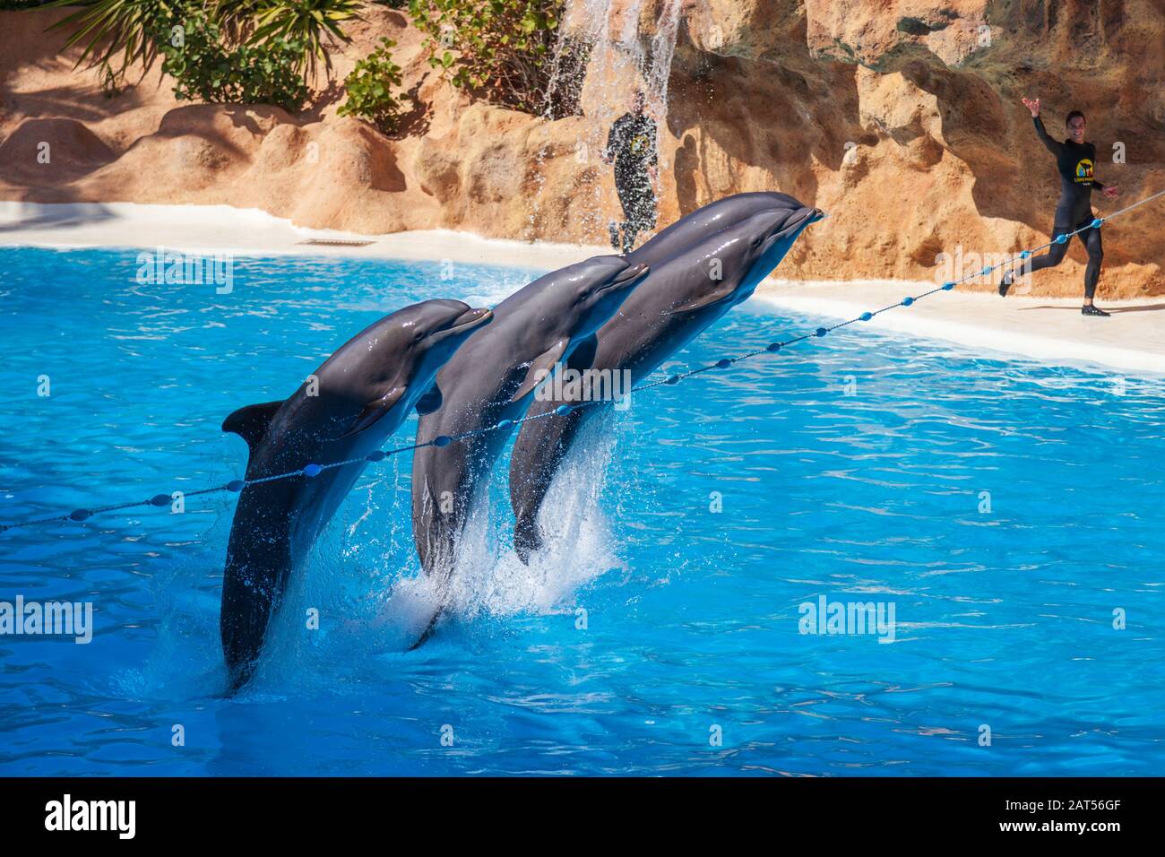 dolphin show at Loro Parque or Loro Park is a zoo on the outskirts of ...