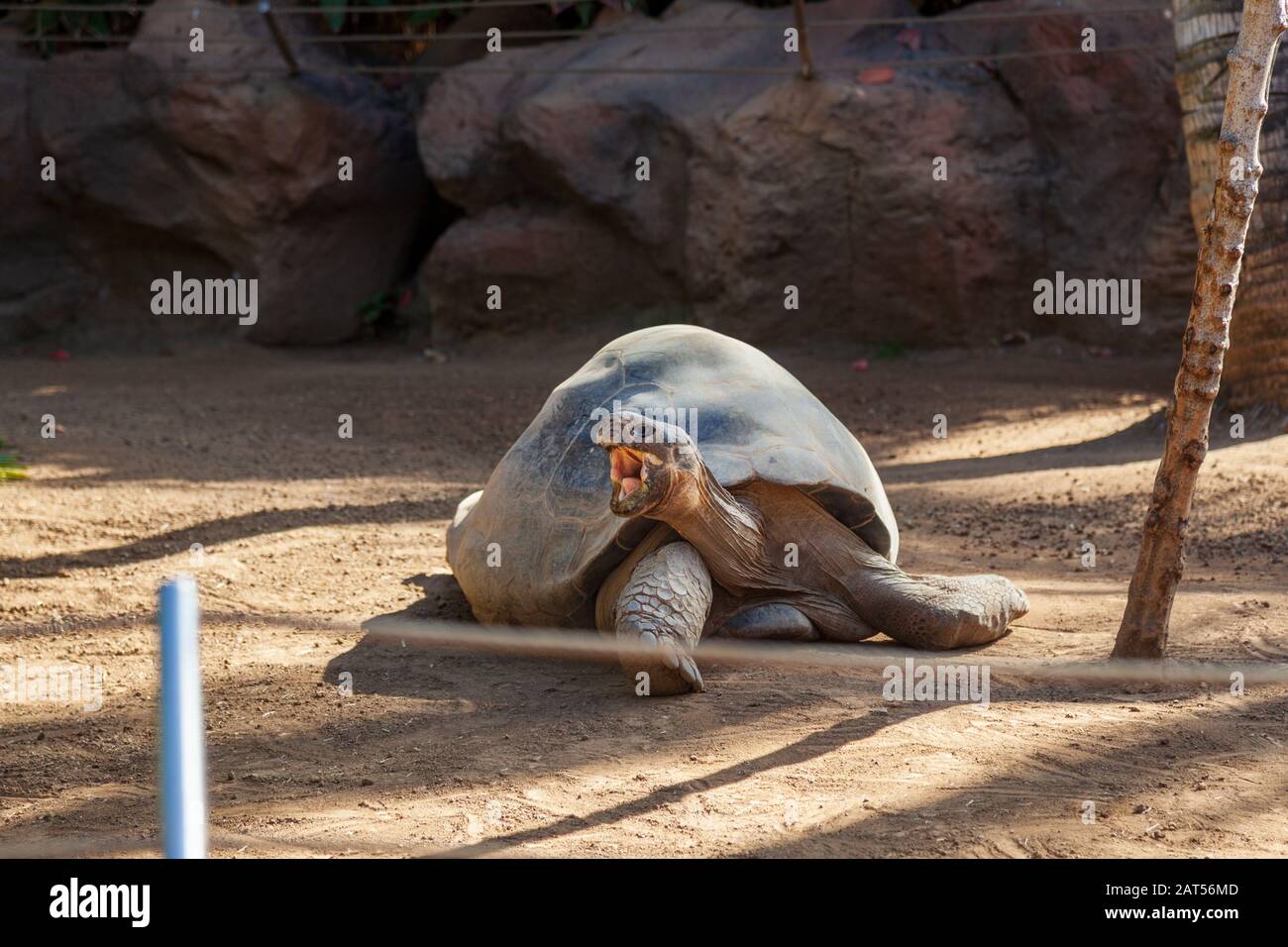 The Galápagos tortoise complex or Galápagos giant tortoise complex are ...