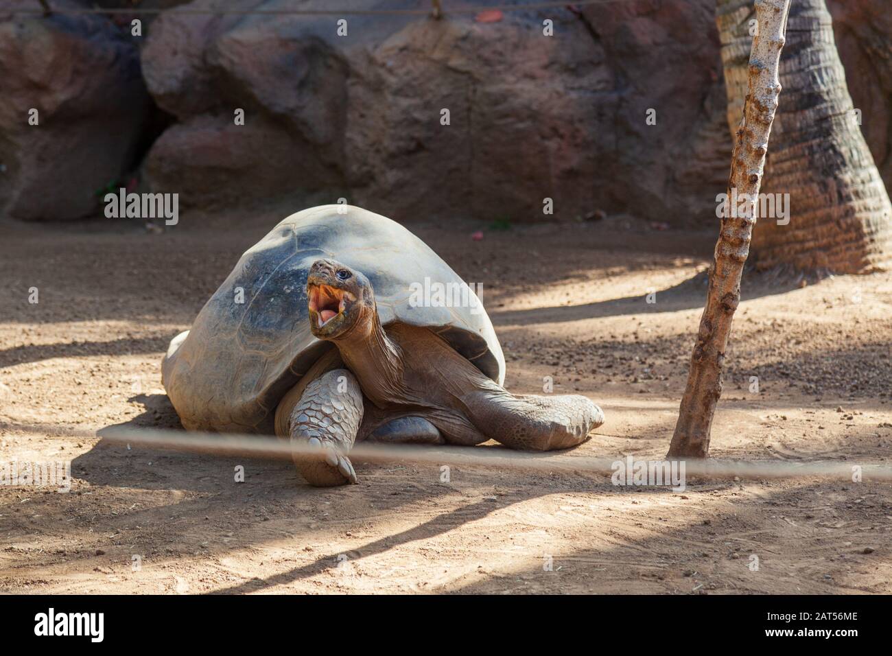 The Galápagos tortoise complex or Galápagos giant tortoise complex are ...