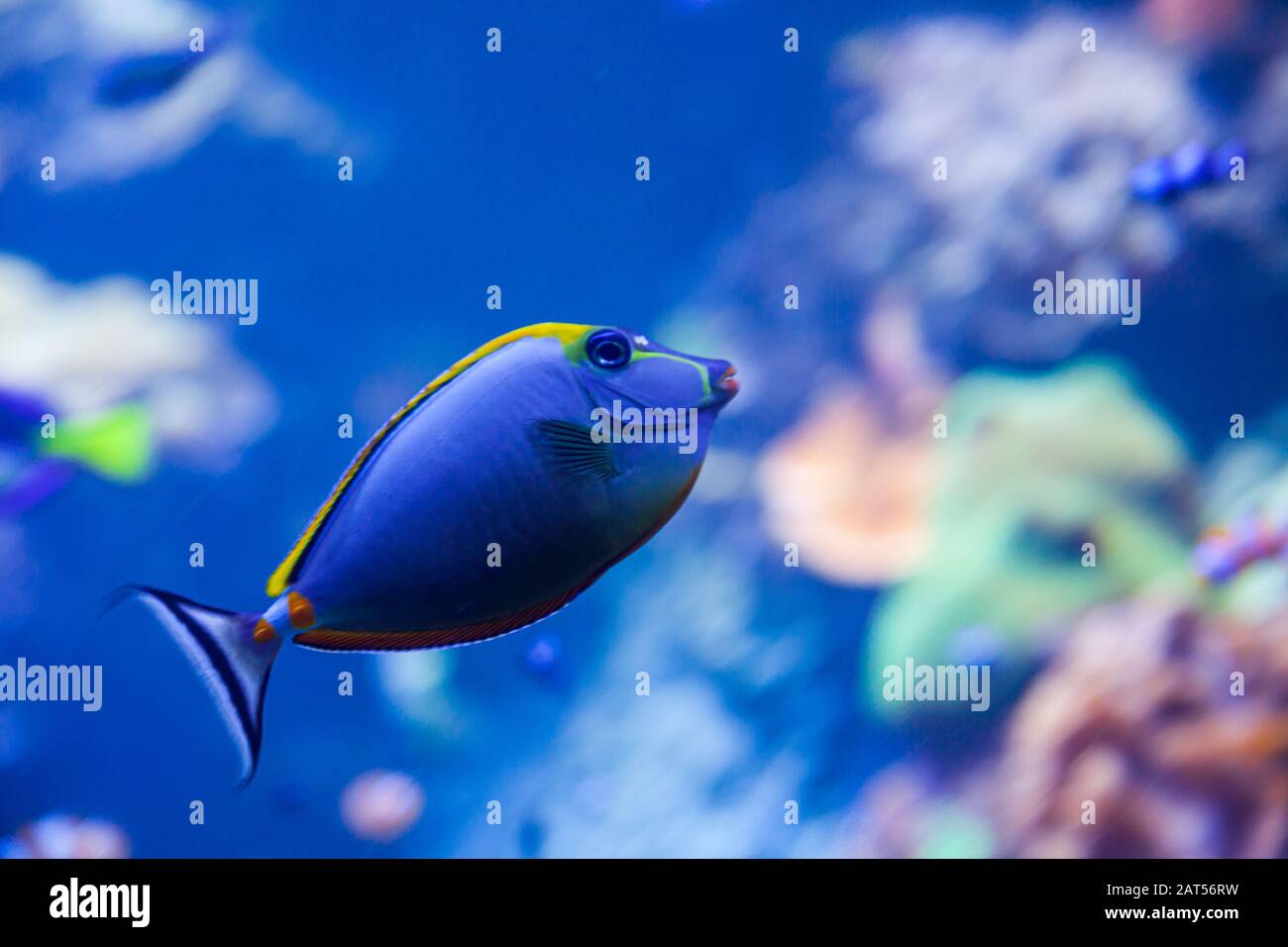 Powder blue tang fish hi-res stock photography and images - Alamy